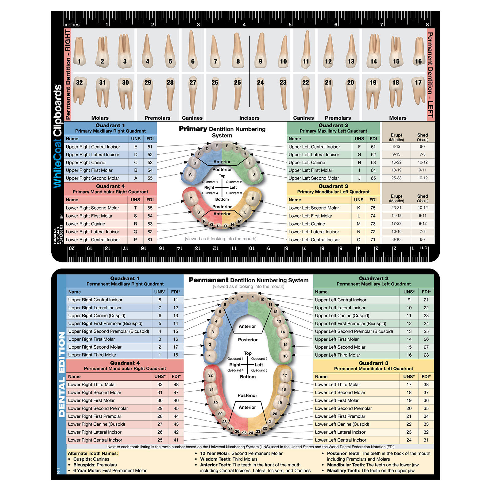 WhiteCoat Clipboard Dental Adhesive Reference Label